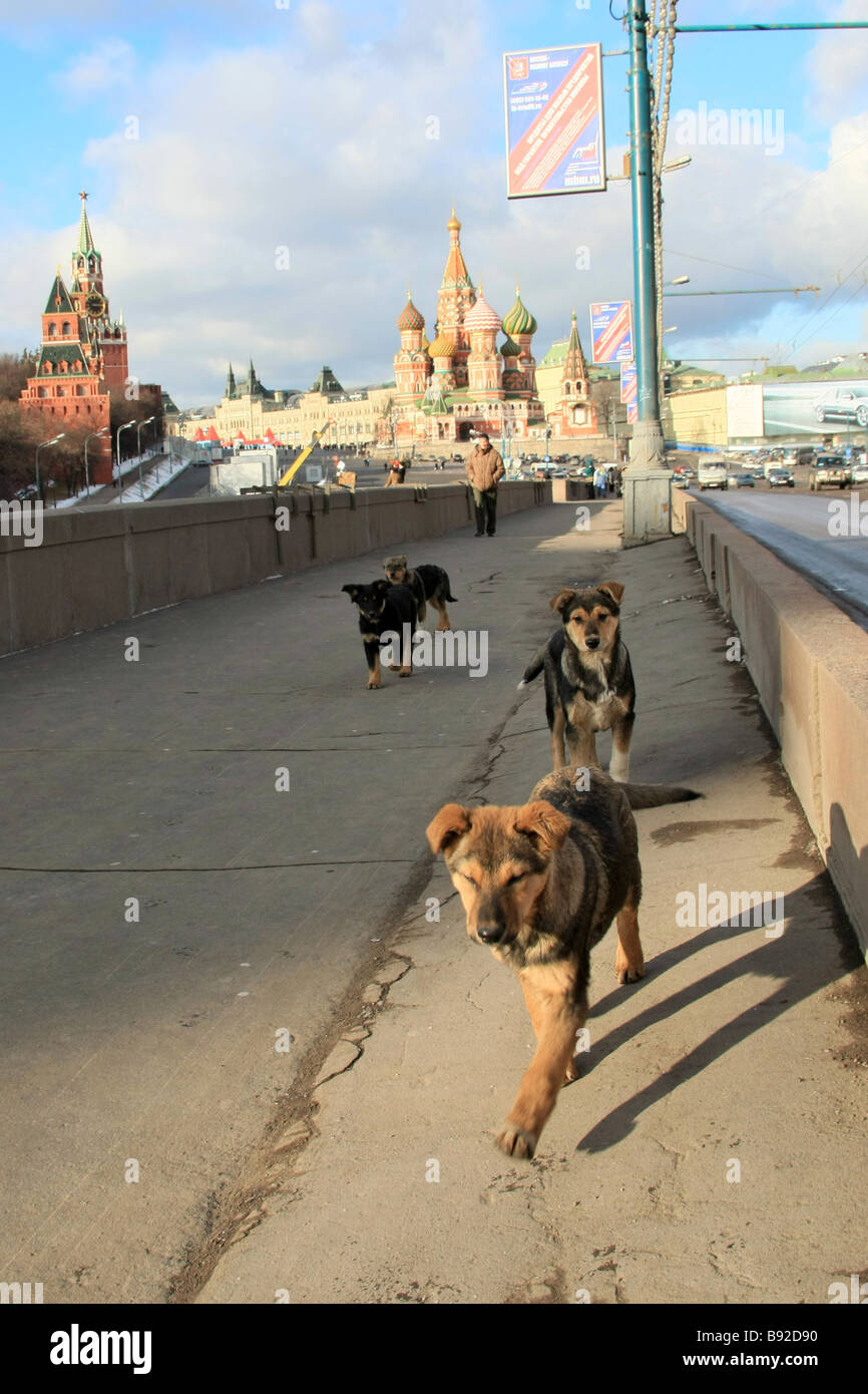 Stray dogs near the Kremlin in Moscow Stock Photo - Alamy