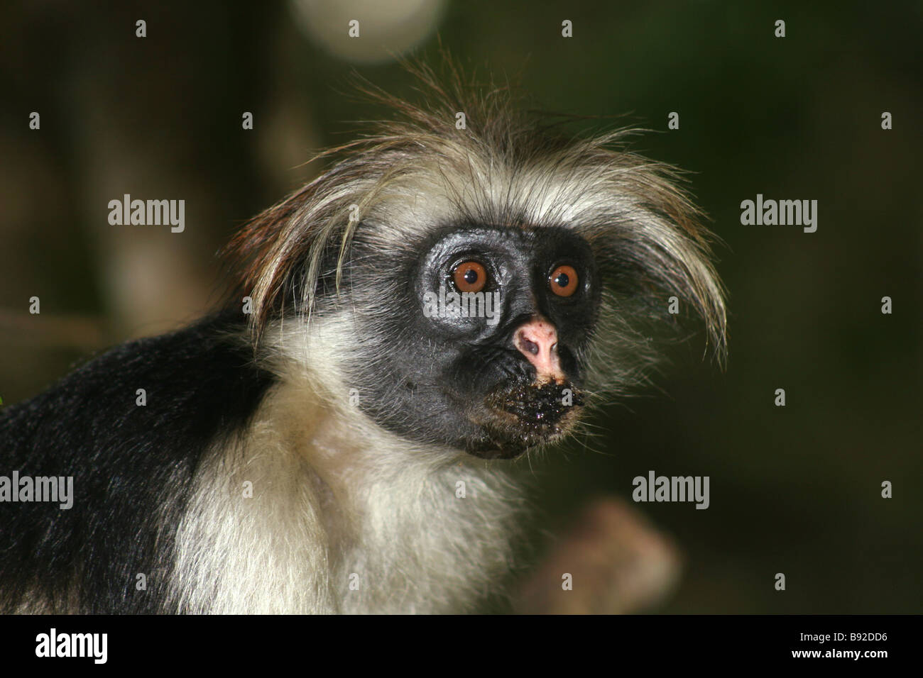 Red colobus monkey s face Zala Park Zanzibar Dianne Christie 2006 Stock ...