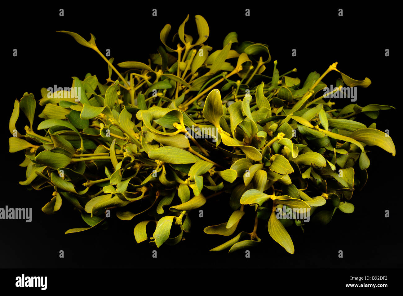 Mistletoe crown on a black background Stock Photo - Alamy