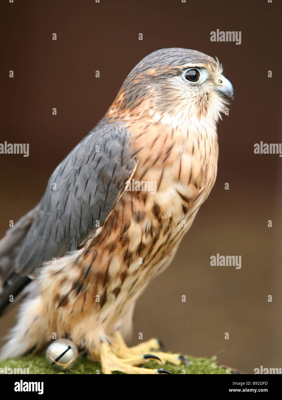 Merlin Falco Columbarius Stock Photo - Alamy