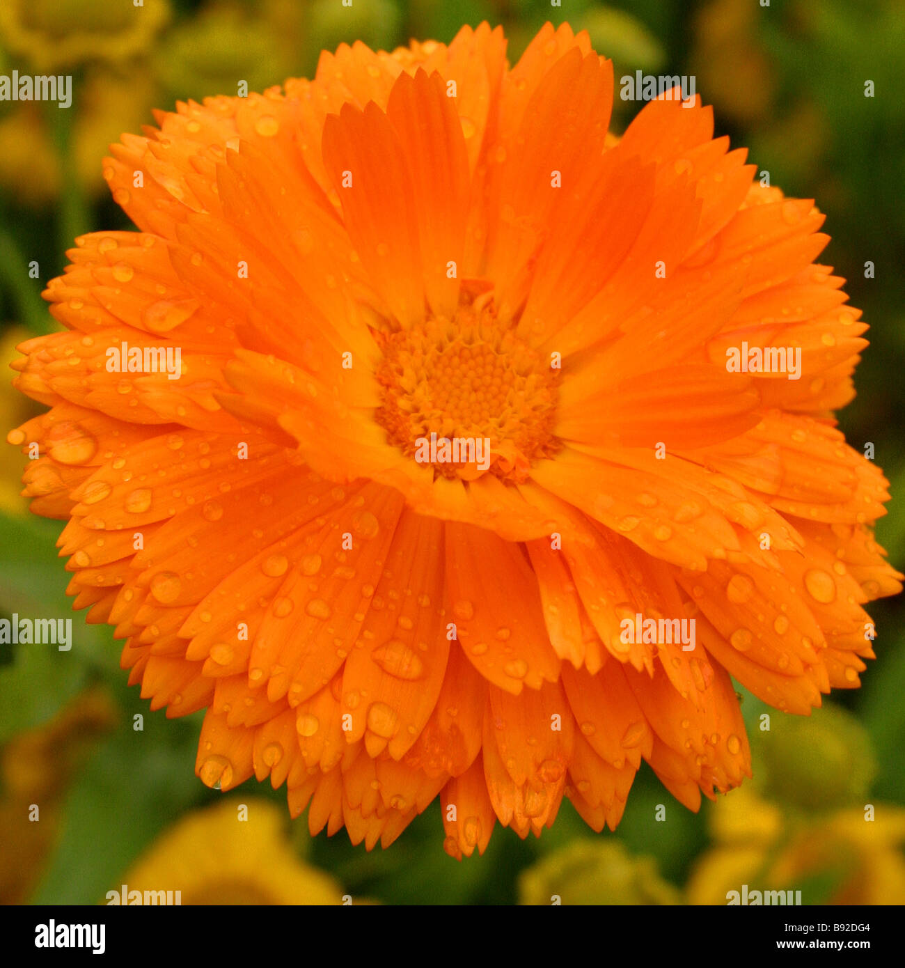 Pick colored flower hi-res stock photography and images - Alamy