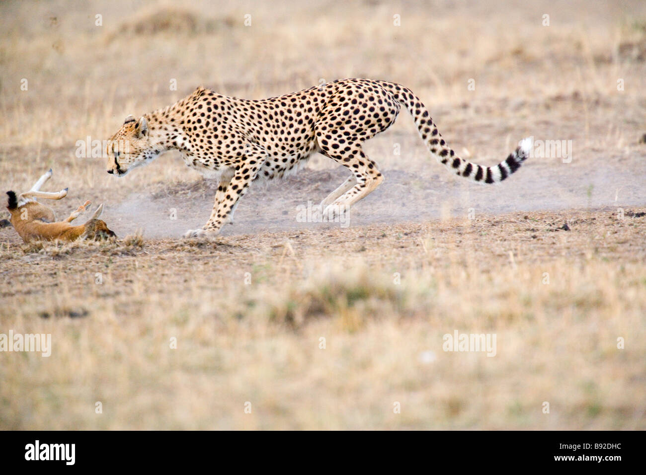 Cheetah hunting impala hi-res stock photography and images - Alamy