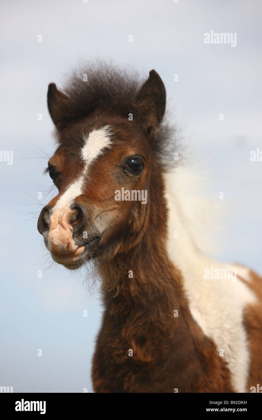 American miniature horse foal hi-res stock photography and images - Alamy