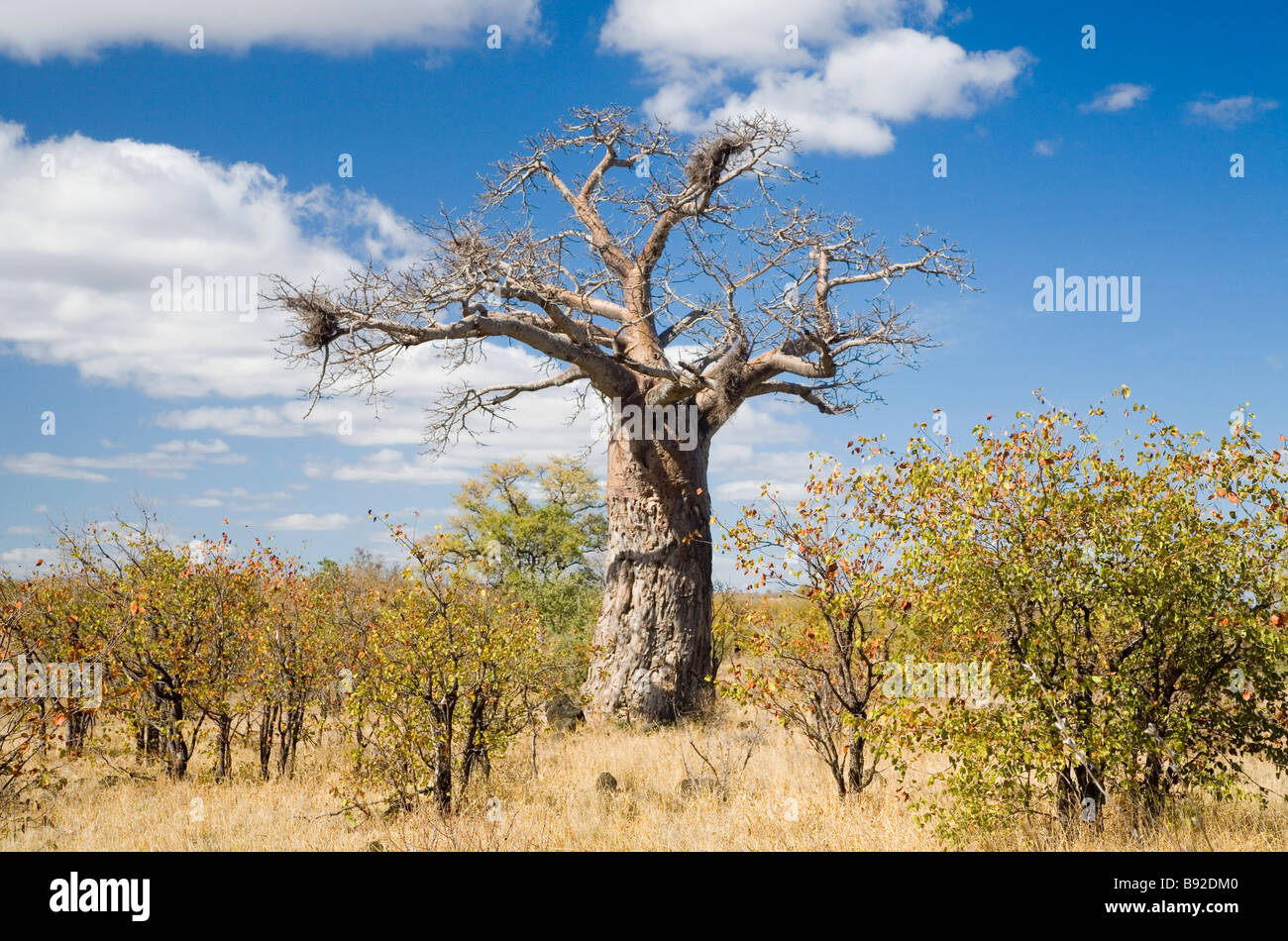 Mopani Trees Stock Photos & Mopani Trees Stock Images - Alamy
