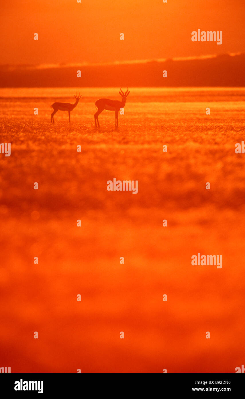 Springbok ewe hi-res stock photography and images - Alamy