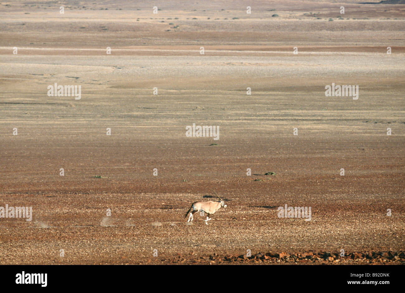 Running animal skeleton hi-res stock photography and images - Alamy