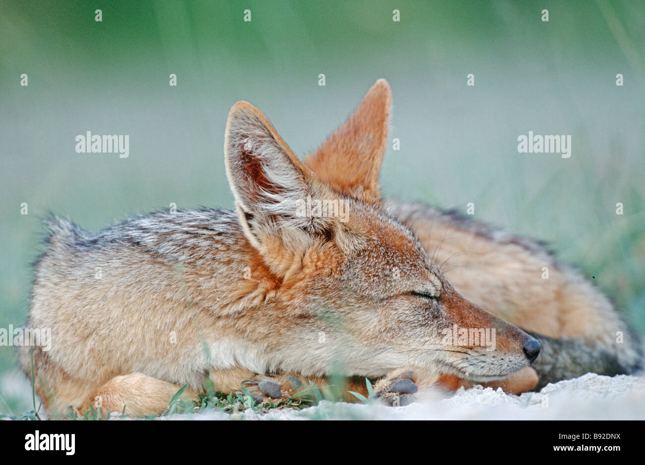 Black backed Jackal Canis mesomelas sleeping Okavango Delta Botswana ...