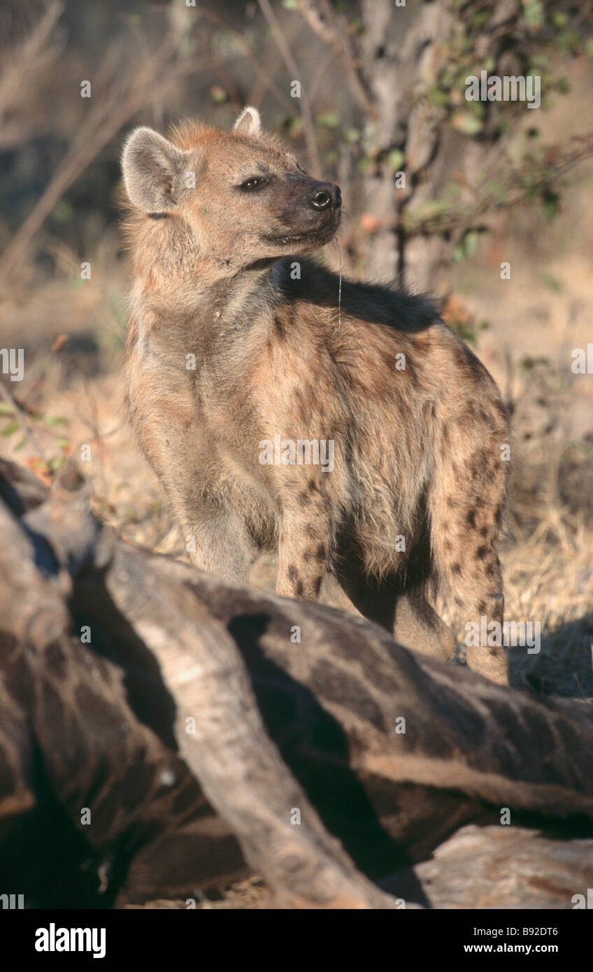 Alert Spotted Hyena Crocuta crocuta scavenging a giraffes Giraffa ...