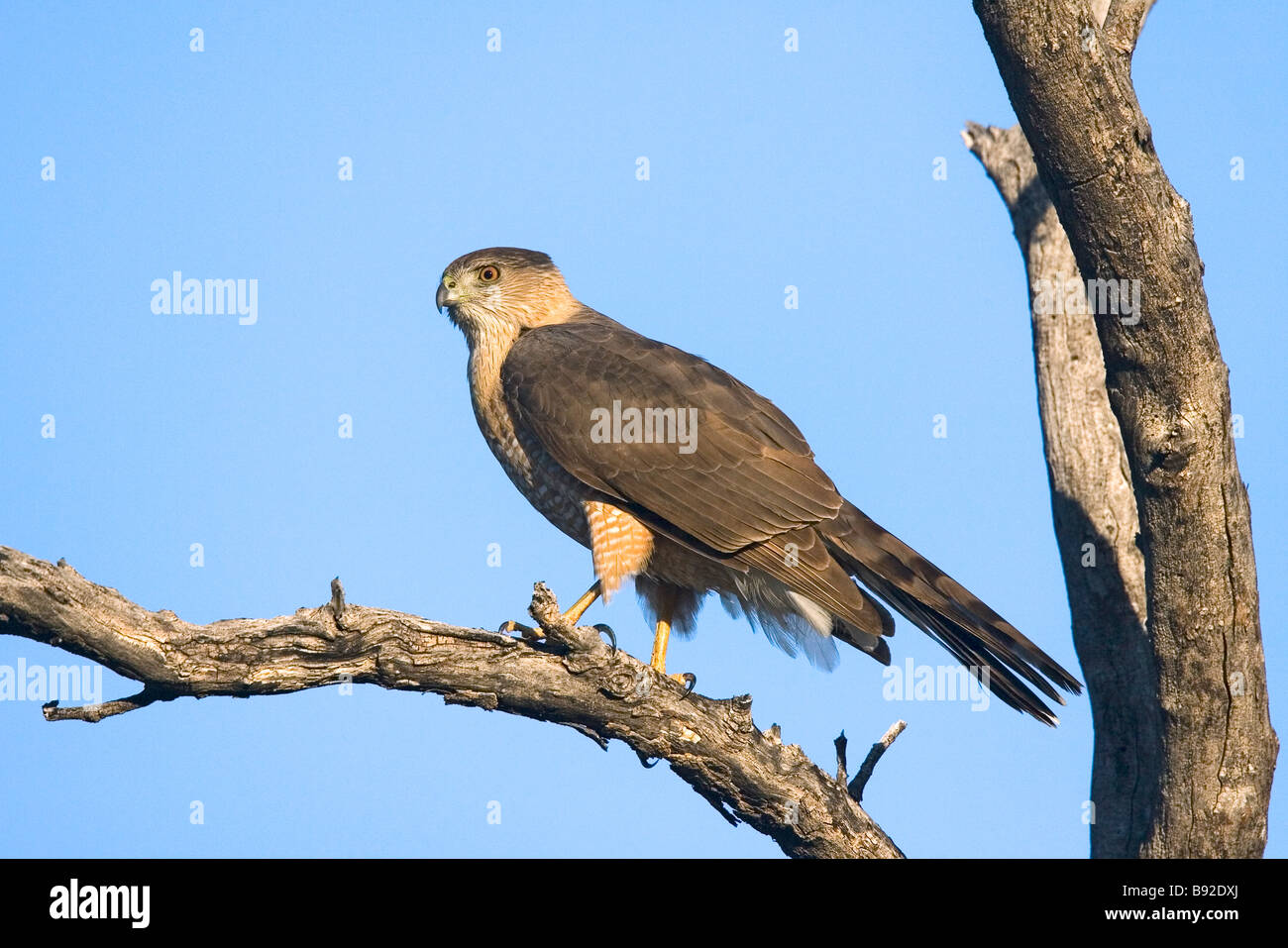 Hawk hi-res stock photography and images - Alamy