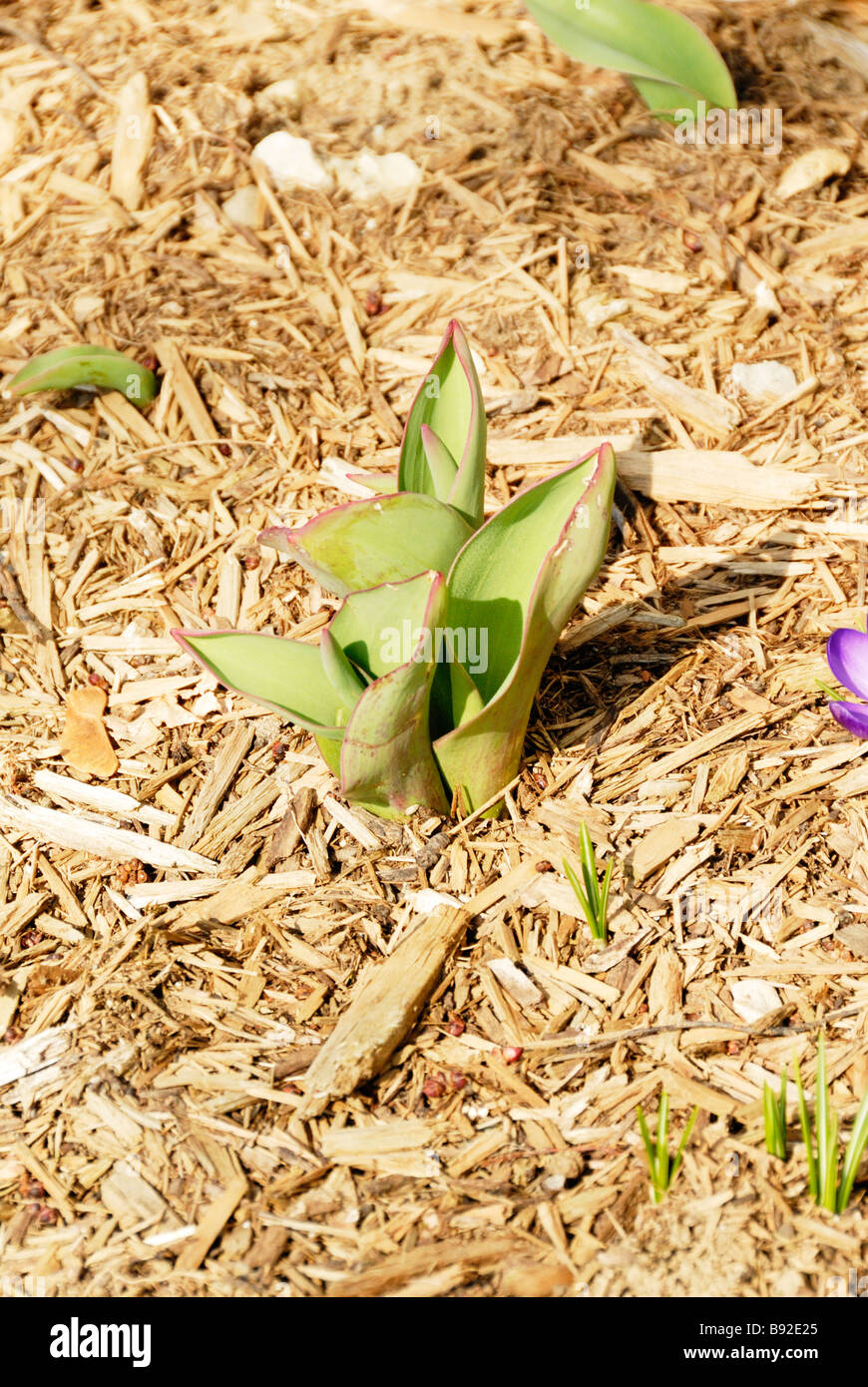 Ground early hi-res stock photography and images - Alamy