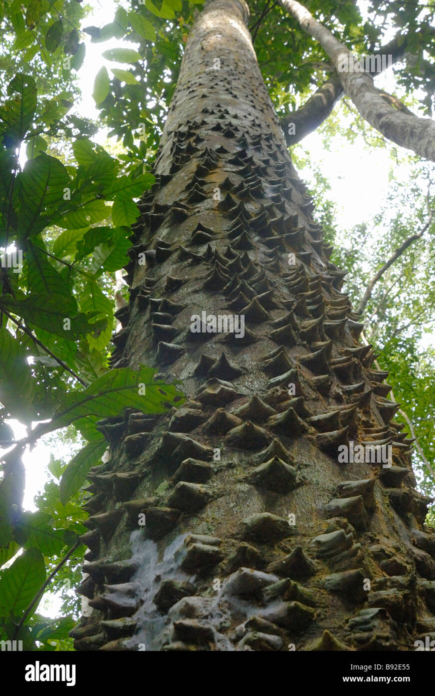 Protective spikes growing on a tree Gabon Africa Stock Photo - Alamy