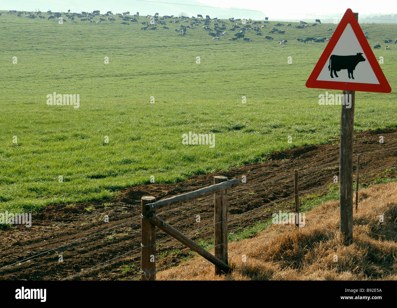 Cow warning sign alongside a green field KwaZulu Natal midlands South ...