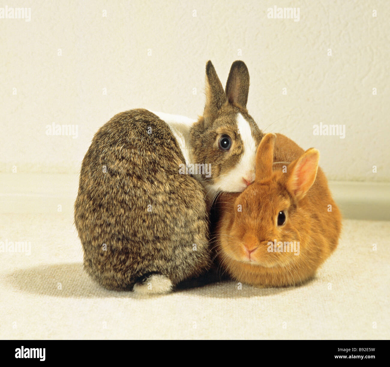 Canoodling hi-res stock photography and images - Alamy