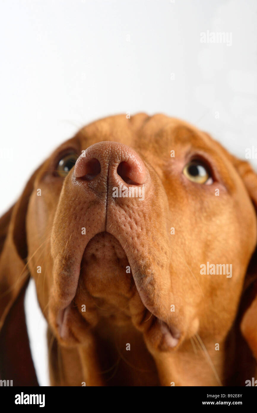 Magyar Vizsla Hungarian Pointer Stock Photo - Alamy