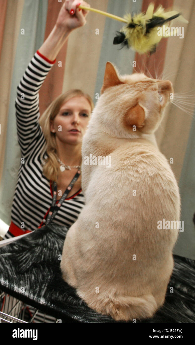 Mecong Bobtail Cat at the Elite Cats show ProPlan Champion Cup the ...