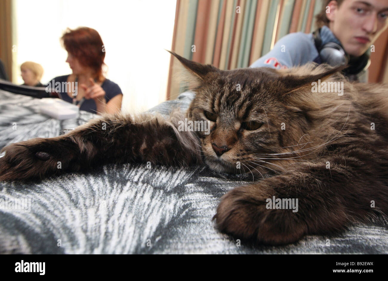 Maine Coon cat competing at the Elite Cats show ProPlan Champion Cup ...
