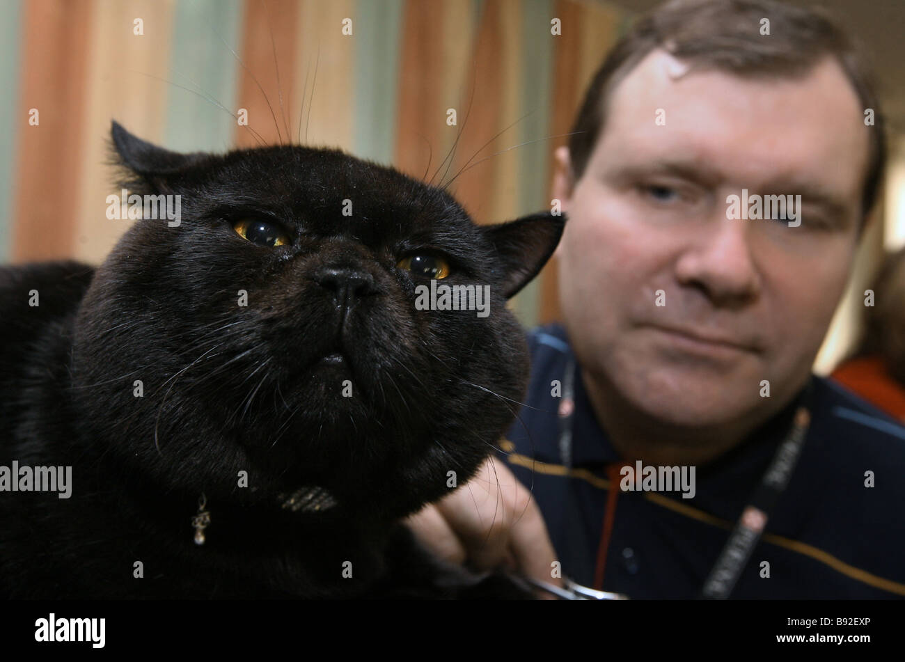 British Short Hair Cat competing at the Elite Cats show ProPlan ...