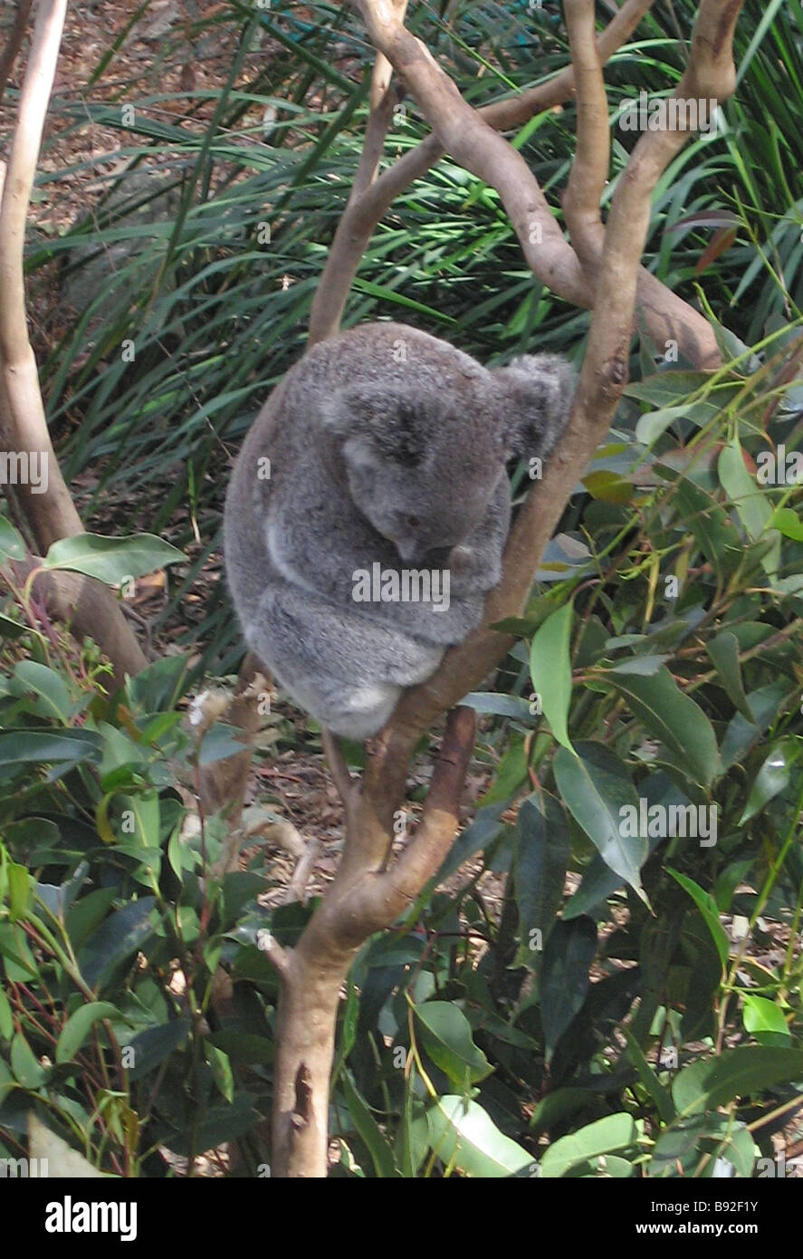 Koala bear marsupial in the Queensland Reptile Fauna Park Australia ...