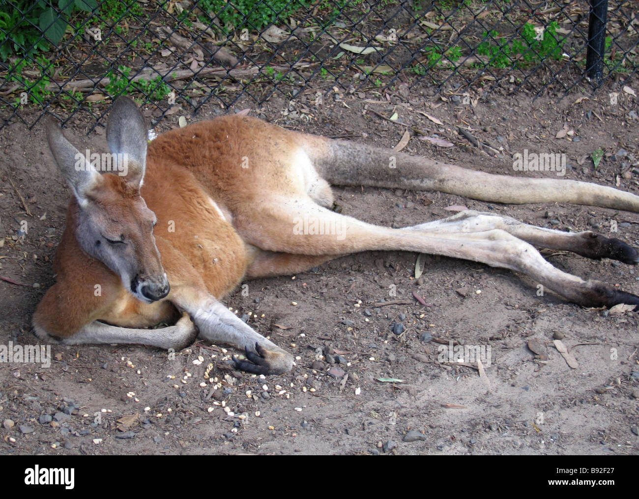 A kangaroo in Queensland Reptile Fauna Park Australia Stock Photo - Alamy