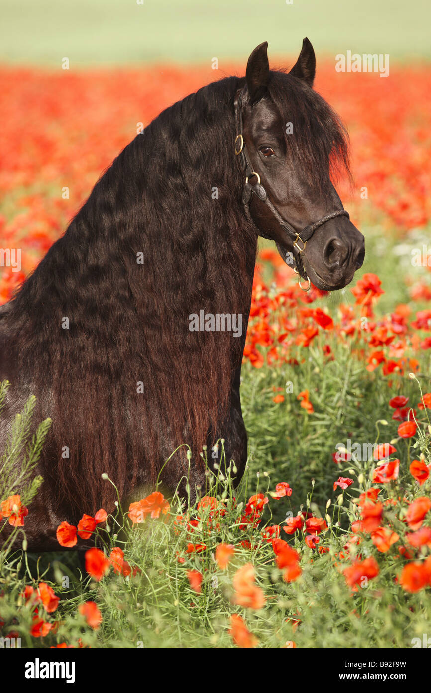 Animals flower friesian hi-res stock photography and images - Alamy