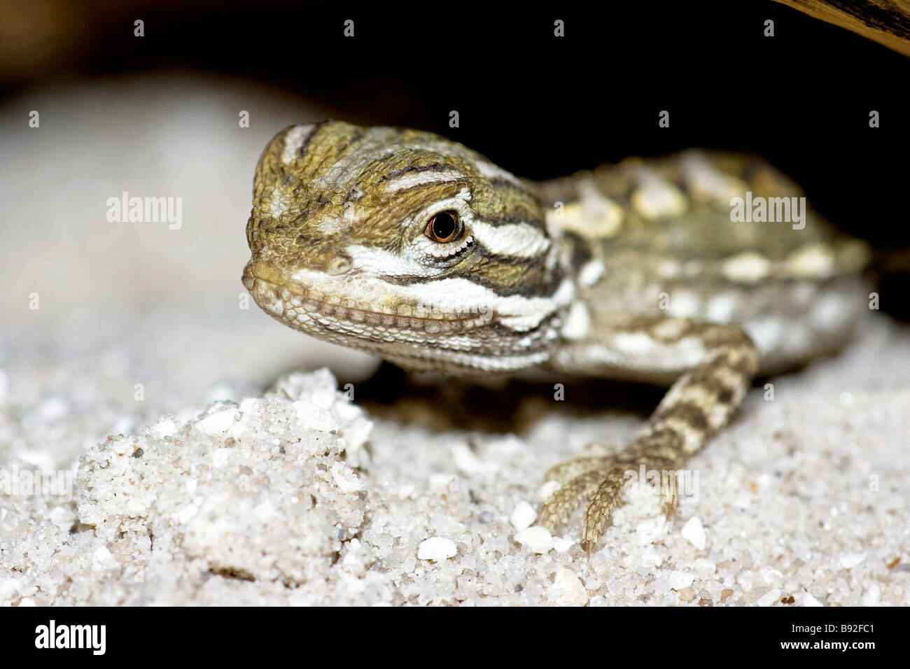 young bearded dragons Stock Photo - Alamy