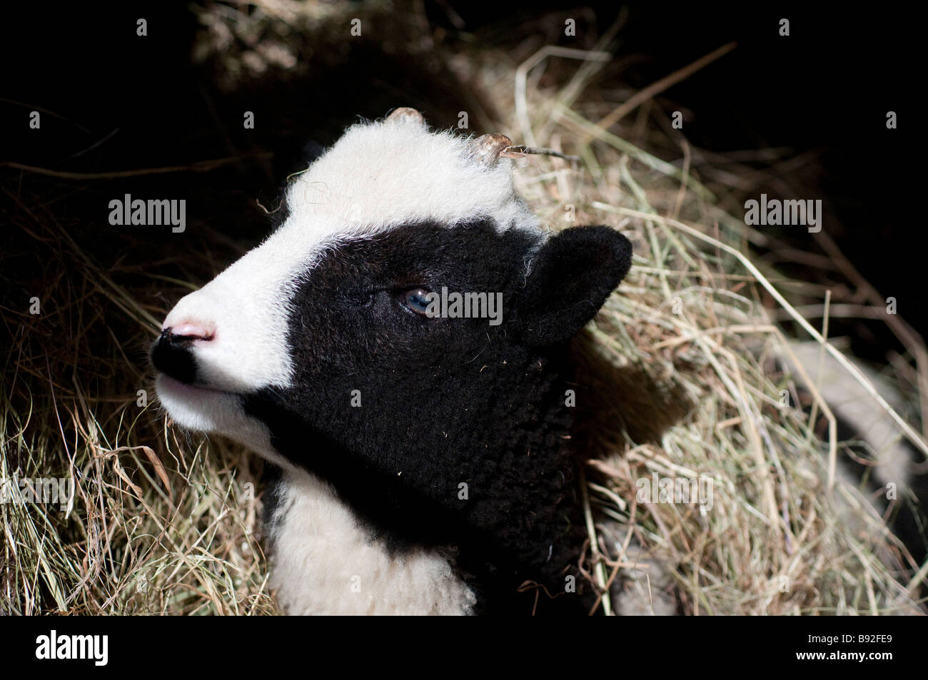 Jacob lamb hi-res stock photography and images - Alamy