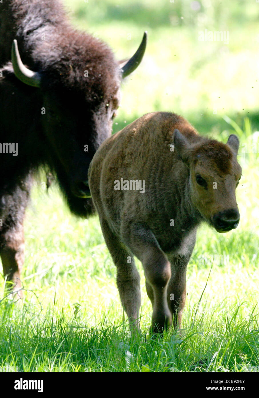 Red Book American bison big wild ox family in aurochs nursery Oka ...