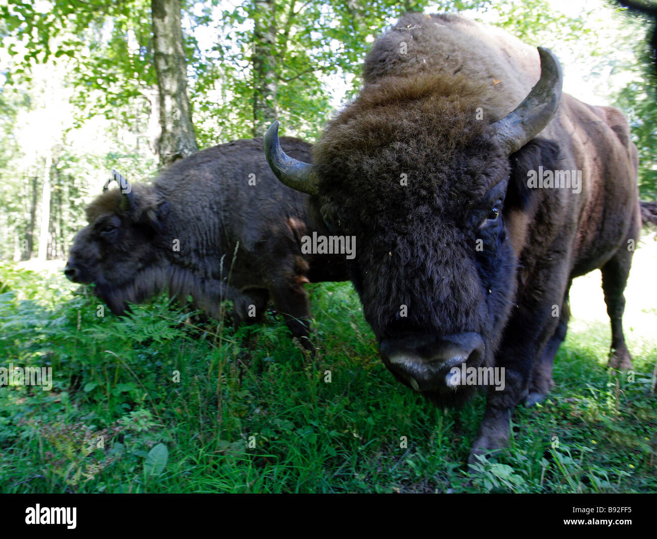 Red Book American bison big wild ox family in aurochs nursery Oka ...