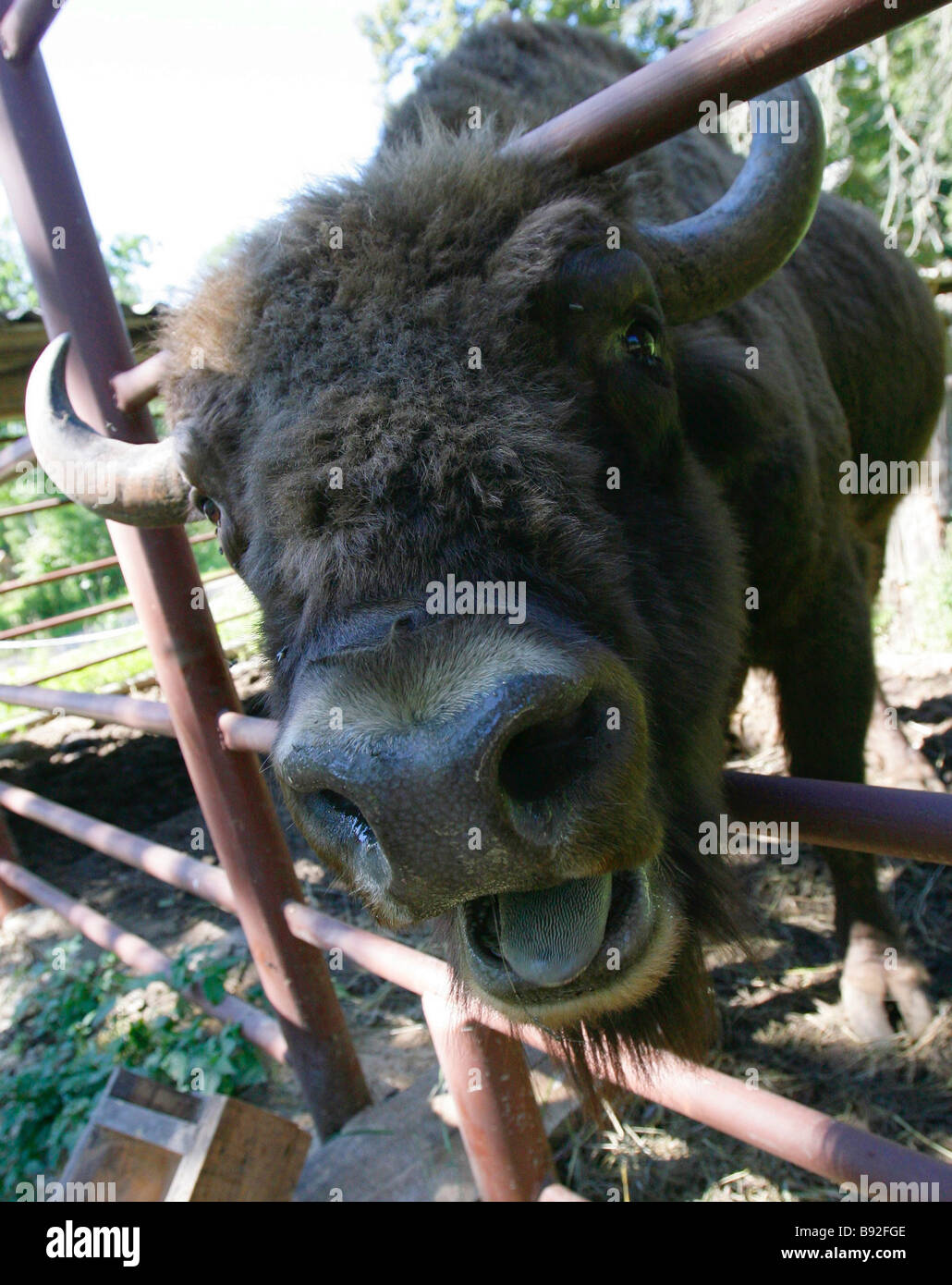 Red Book American buffalo bison big wild ox in aurochs nursery Oka ...
