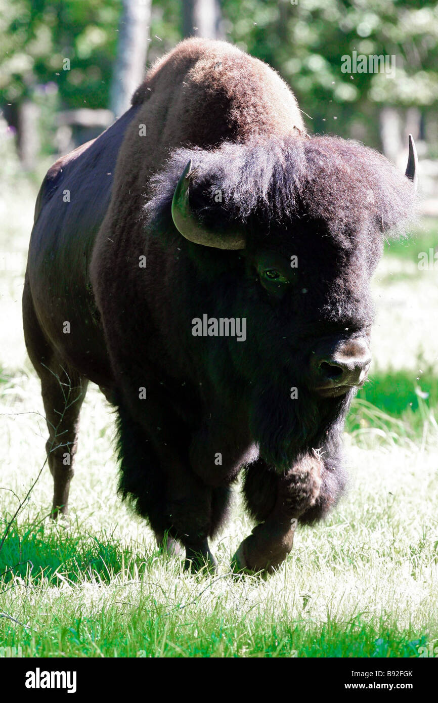 Big As An Ox High Resolution Stock Photography and Images - Alamy