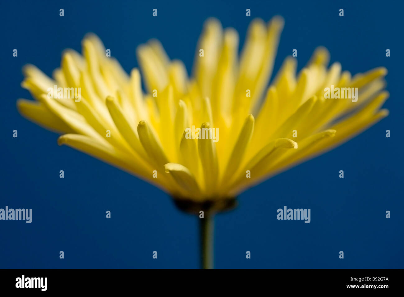 Chrysanthemum anastasia hi-res stock photography and images - Alamy