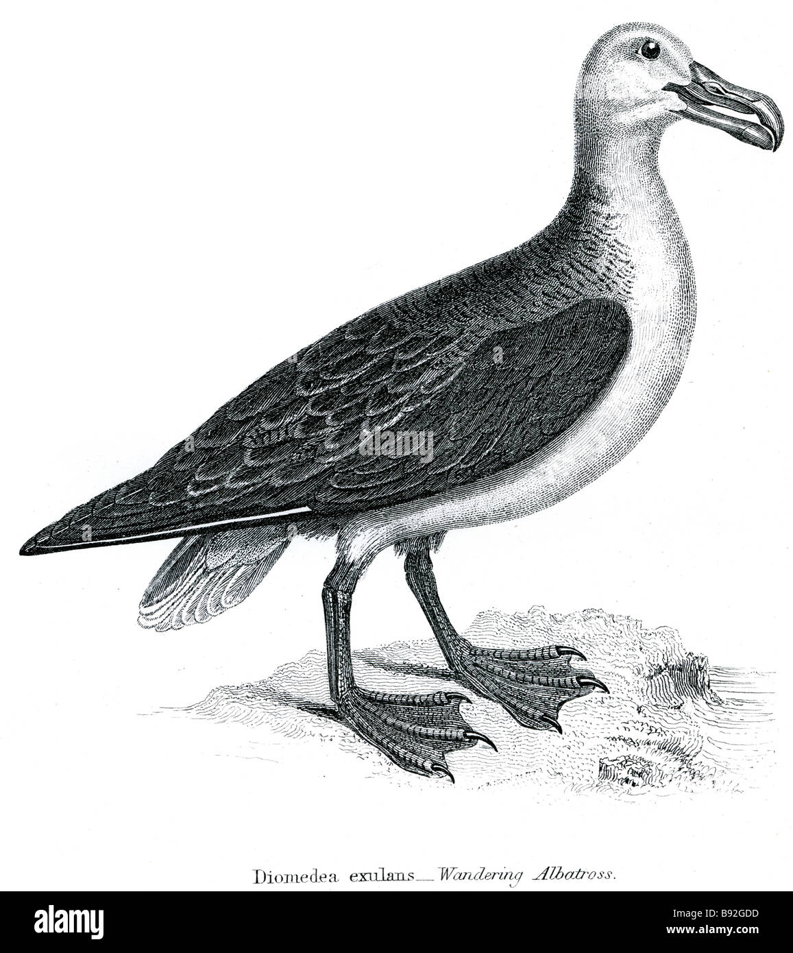 Tristan albatross hi-res stock photography and images - Alamy