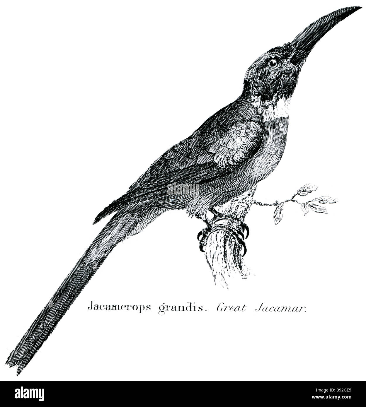 Jacamerops aureus hi-res stock photography and images - Alamy