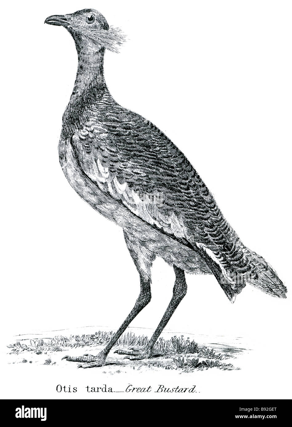 The Great Bustard, Otis tarda, is in the bustard family, the only ...