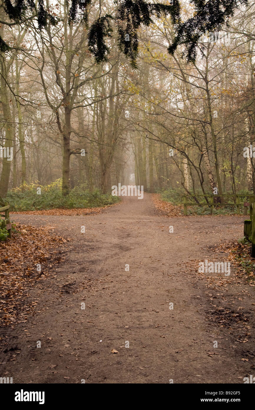 Crossroads in a wood Stock Photo - Alamy