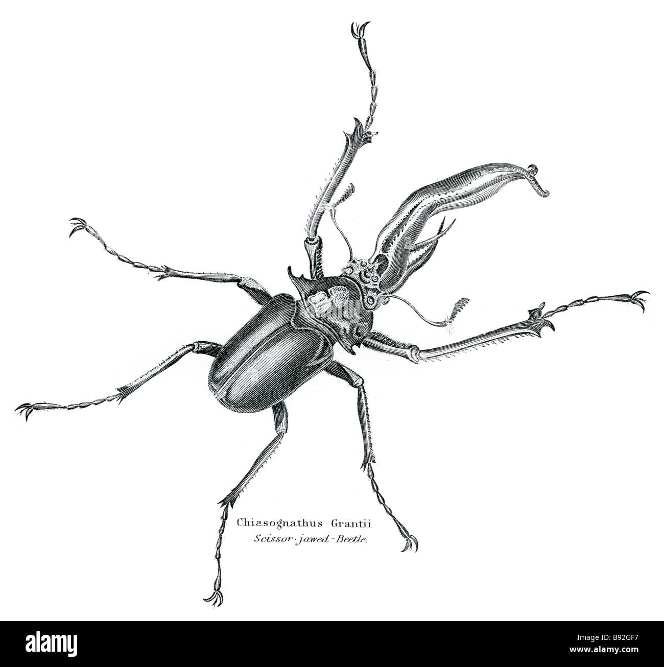 Beetle chiasognathus grantii hi-res stock photography and images - Alamy
