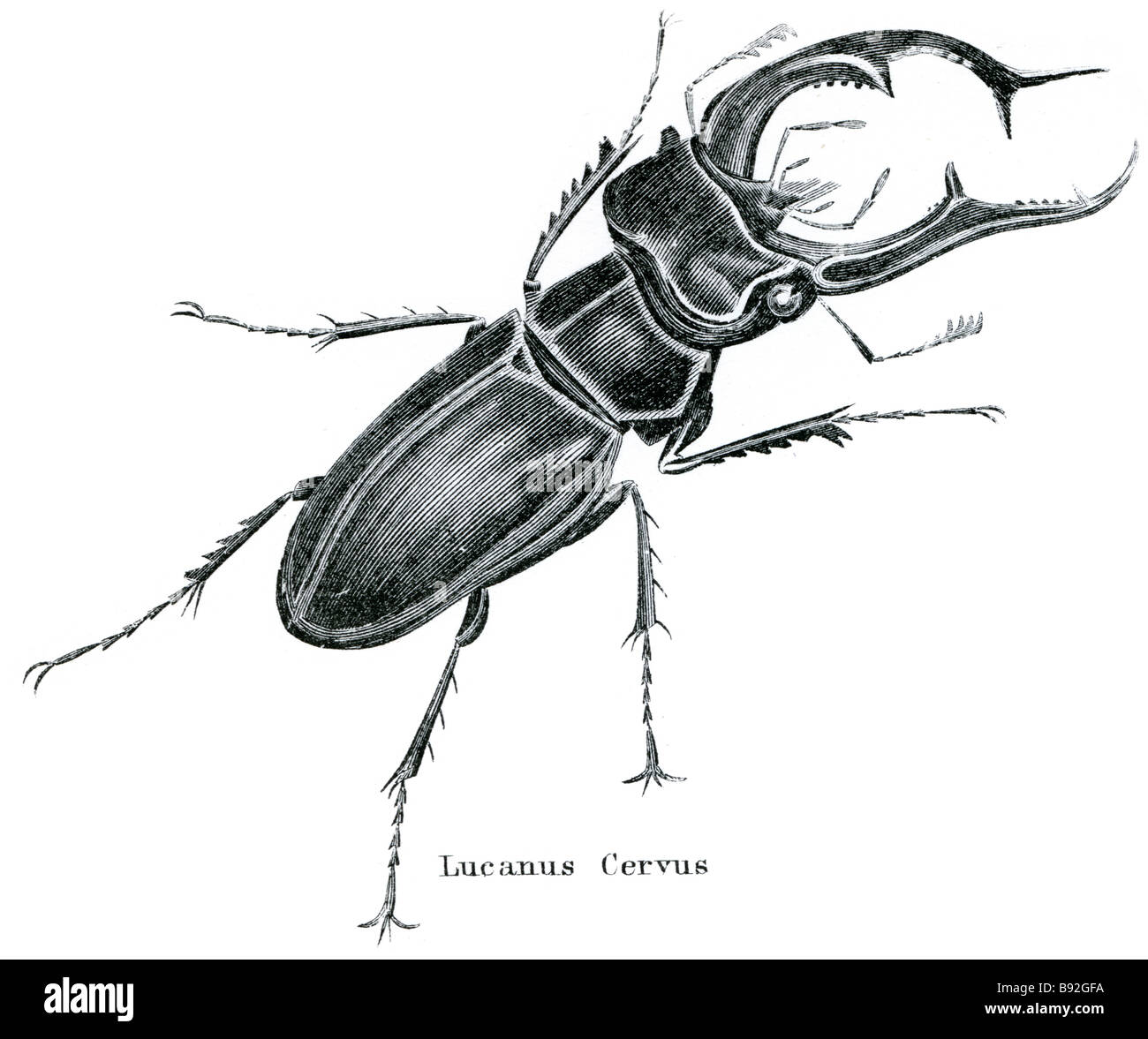 Lucanus cervus is the best-known species of stag beetle (family ...