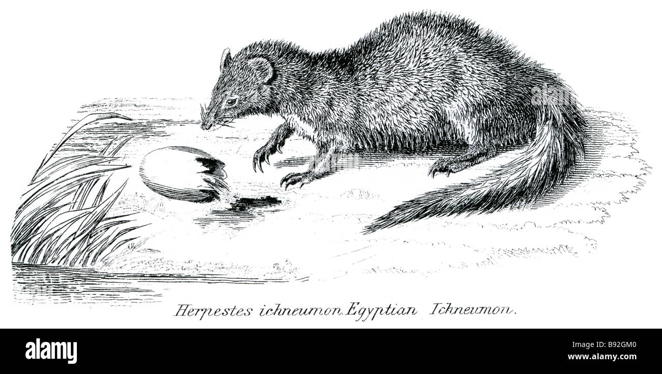 herpestes ichneumon egyptian ichneumon The Egyptian Mongoose (Herpestes ...