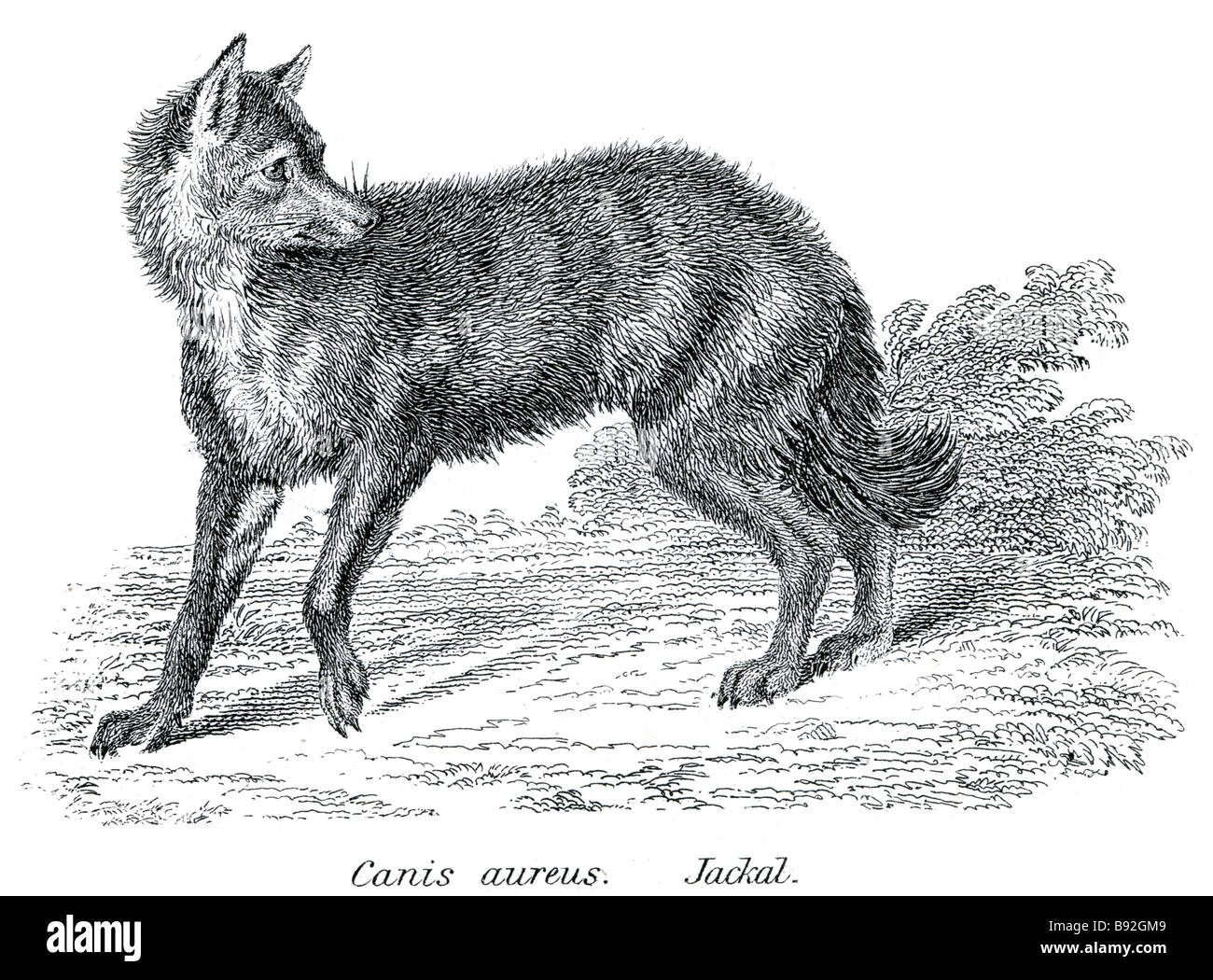 The Golden Jackal (Canis aureus), also called the Asiatic, Oriental or Common Jackal is a ...