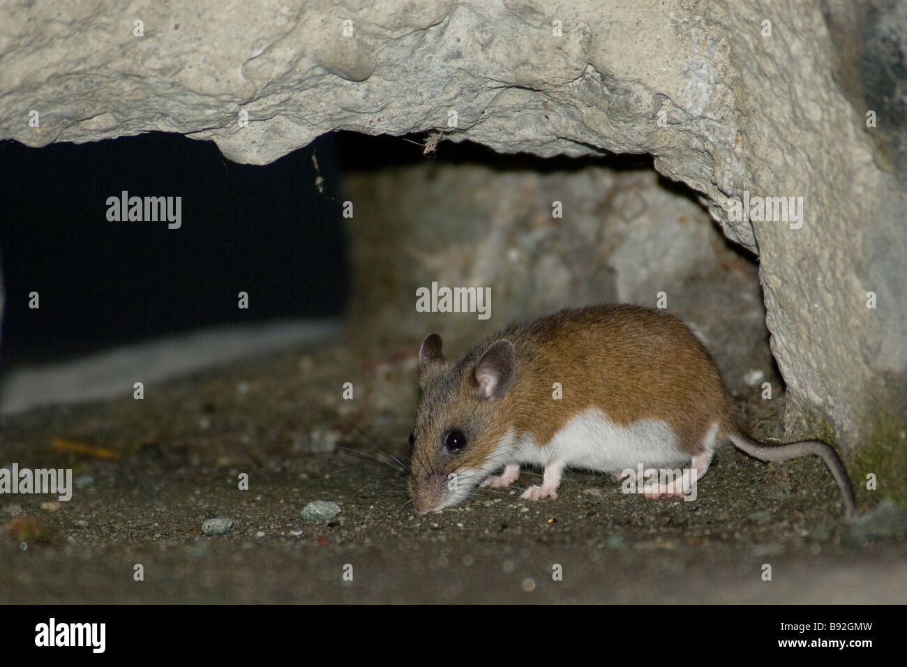 Deer Mouse Peromyscus maniculatus Juneau Alaska Stock Photo - Alamy
