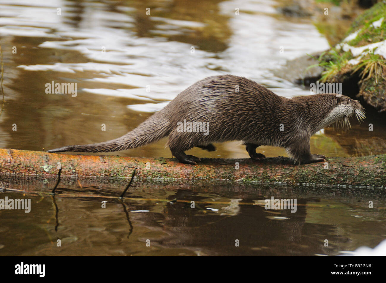 European otter - walking over tree trunk / Lutra lutra Stock Photo - Alamy