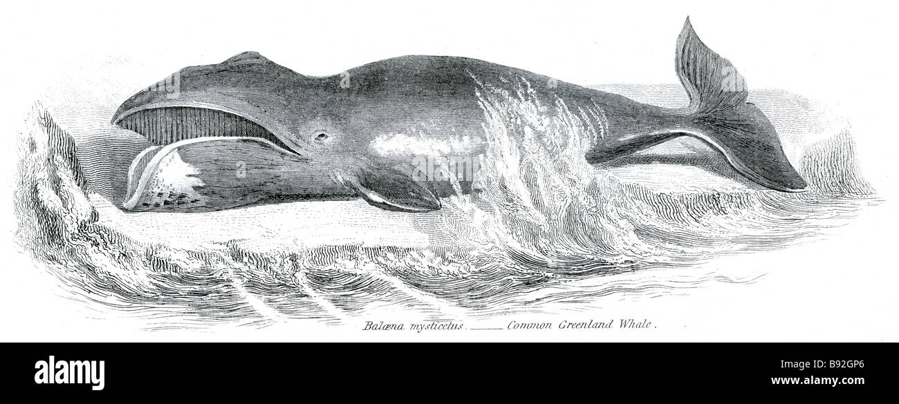 balaena mysticetus common greenland whale The Bowhead Whale (Balaena ...