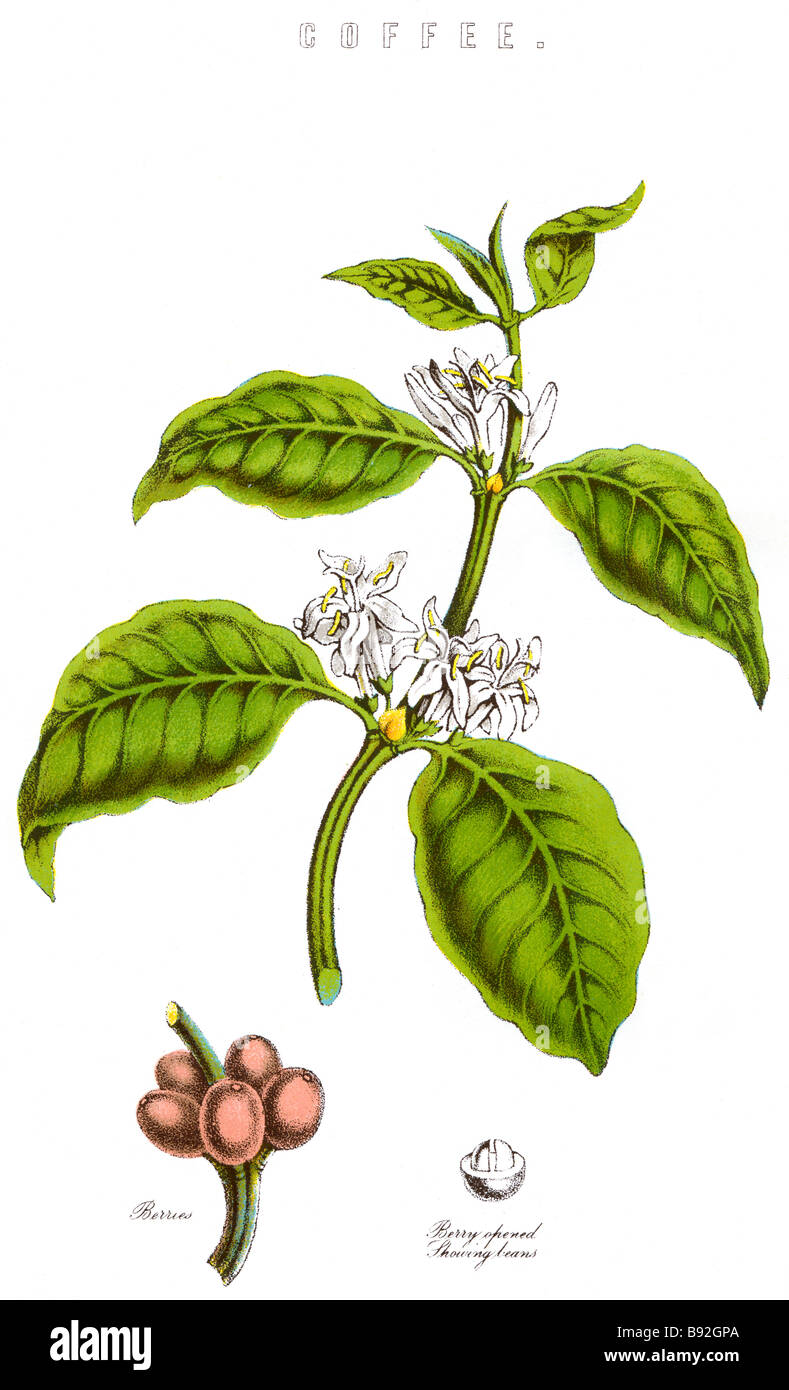 More species hi-res stock photography and images - Alamy