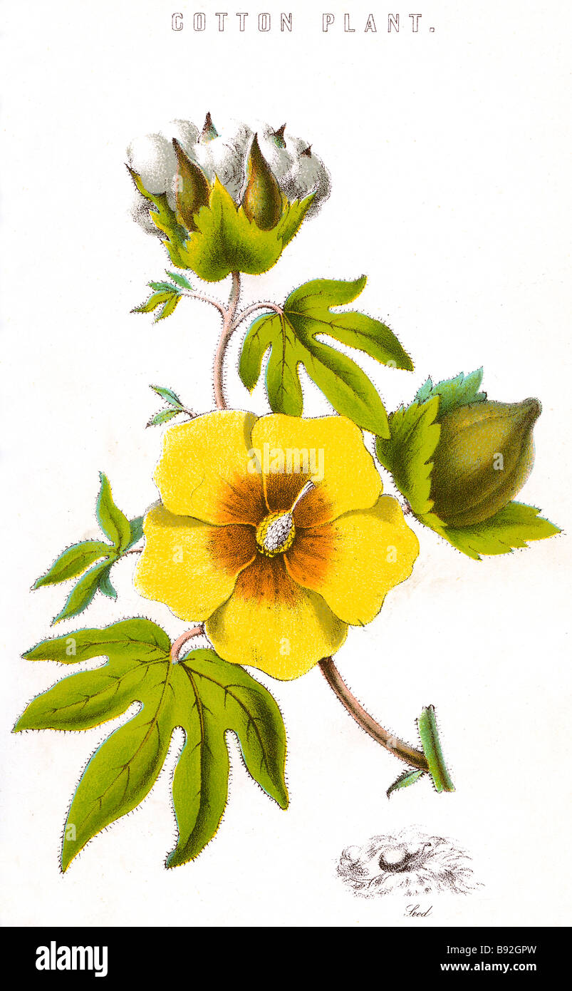 Cotton Plant Drawing For Kids