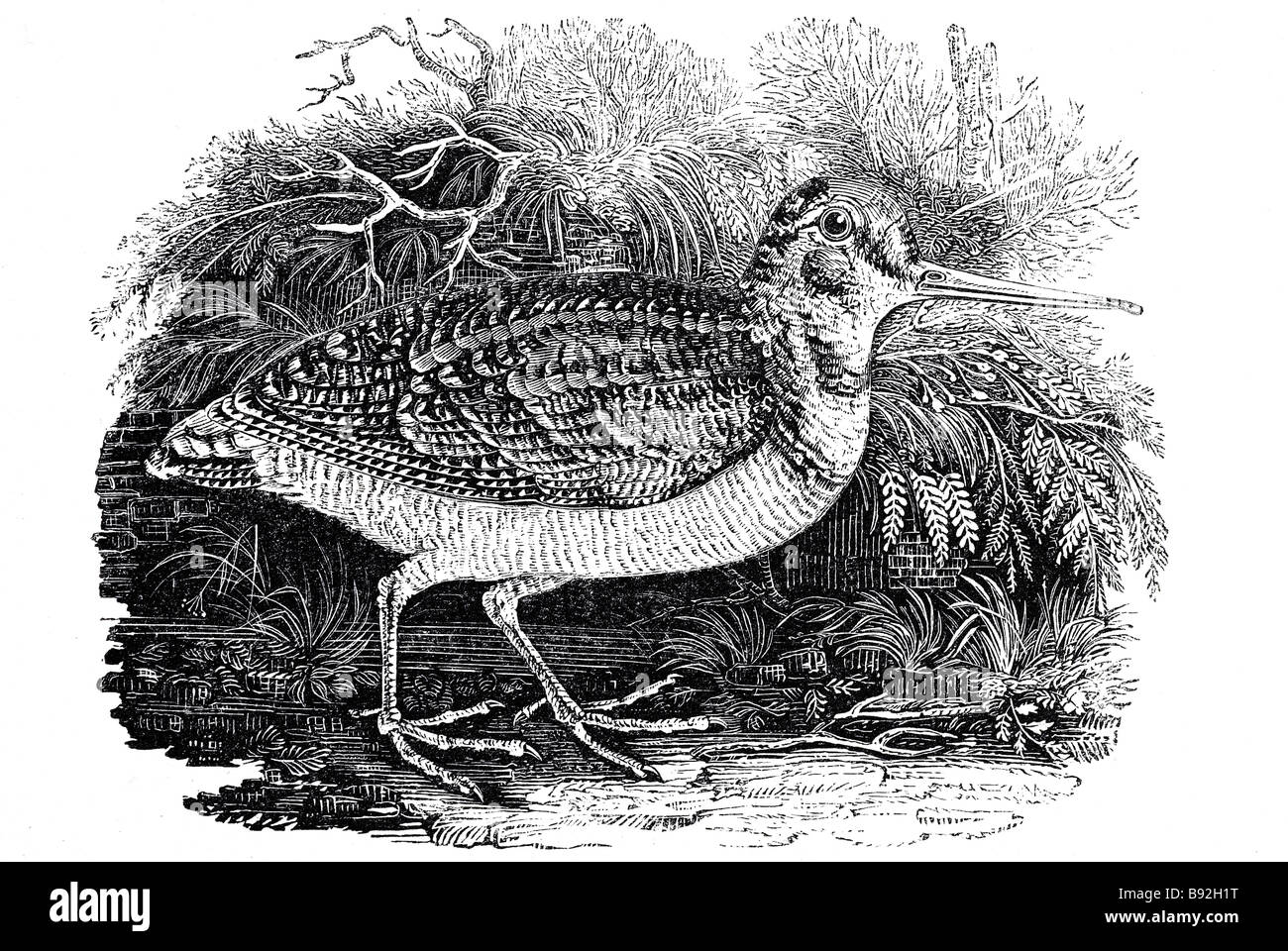 Characterised heritage hi-res stock photography and images - Alamy