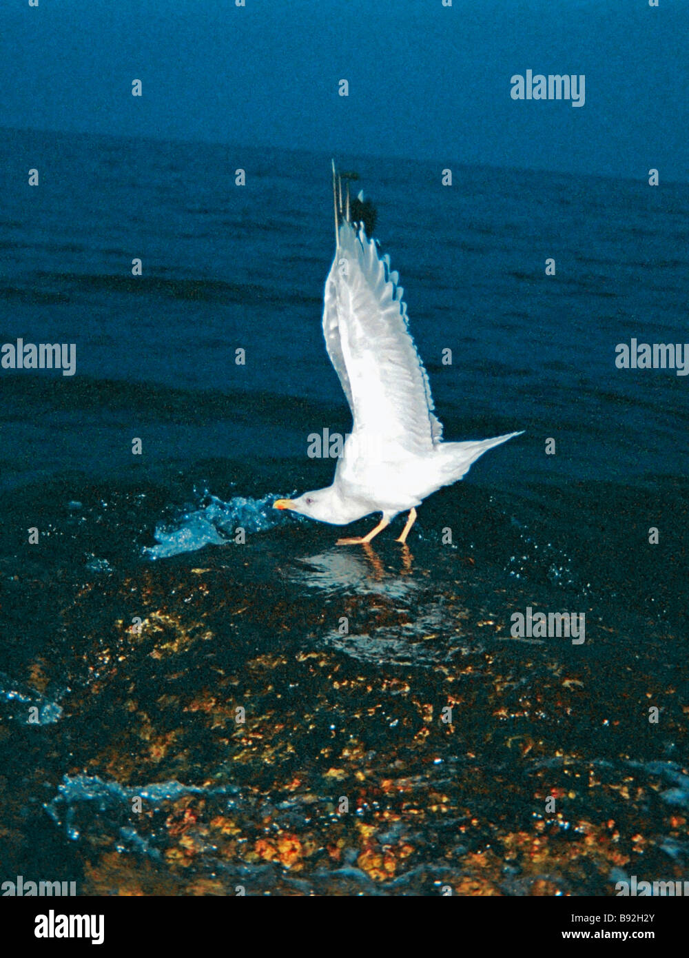Seagull in flight Stock Photo - Alamy