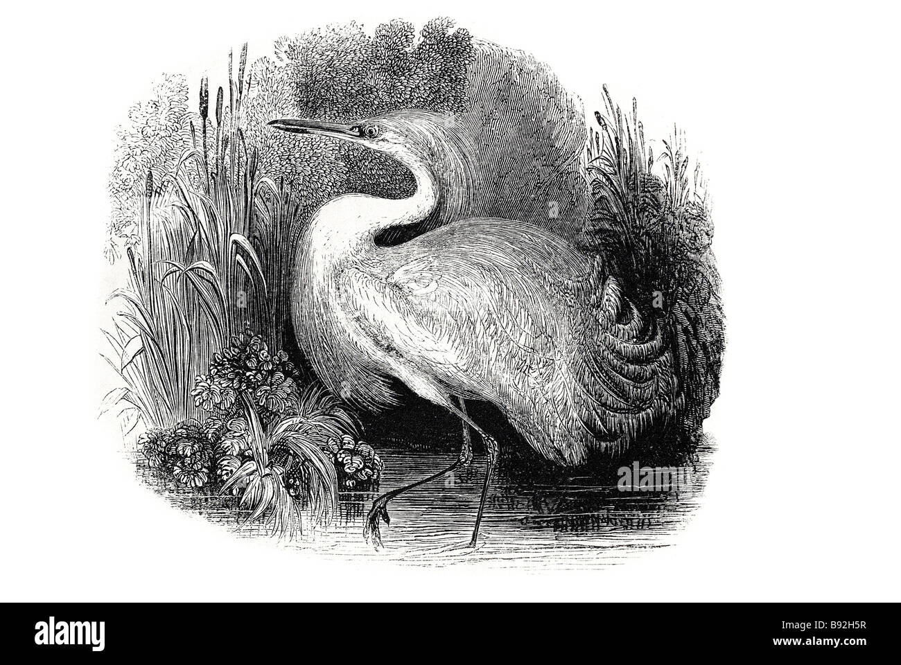 The herons are wading birds in the Ardeidae family. Some are called ...