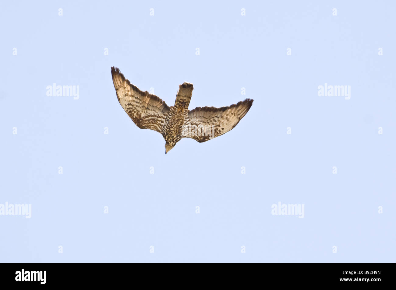 Buzzard underwing hi-res stock photography and images - Alamy