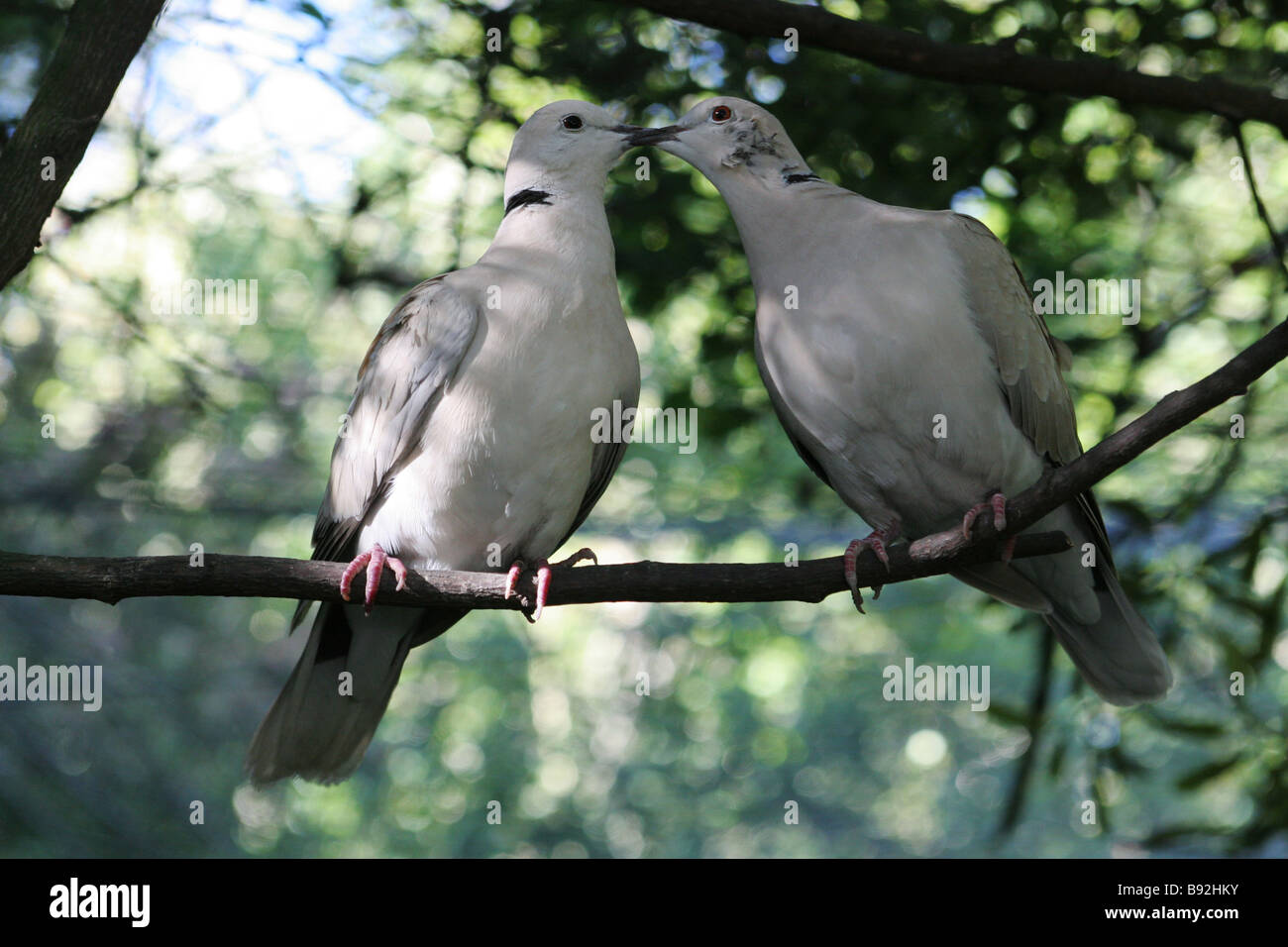 Idyll in a New Zealand nature preserve Doves in love Stock Photo - Alamy