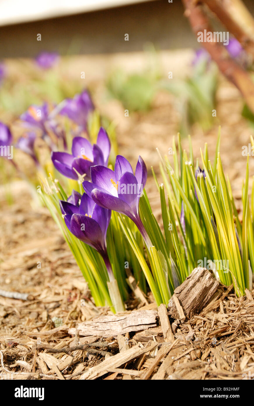 Crocus like flowers hi-res stock photography and images - Alamy